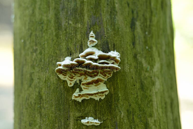 Conk growing on tree trunk stock photo. Image of mushrooms - 123000368
