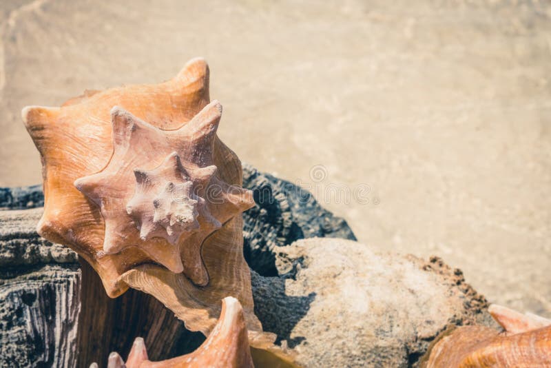 Snail shell on the Beach stock photo. Image of sand, shell - 8170174