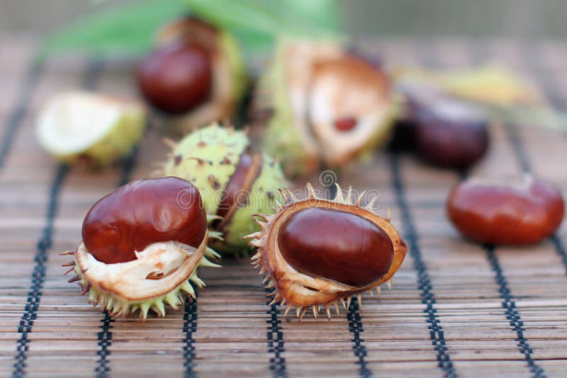 Conker stock image. Image of nuts, snack, seed, flora - 11184475