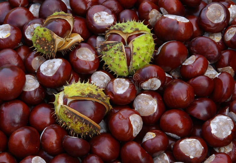Conker stock photo. Image of shell, fruit, brown, spike - 11485218