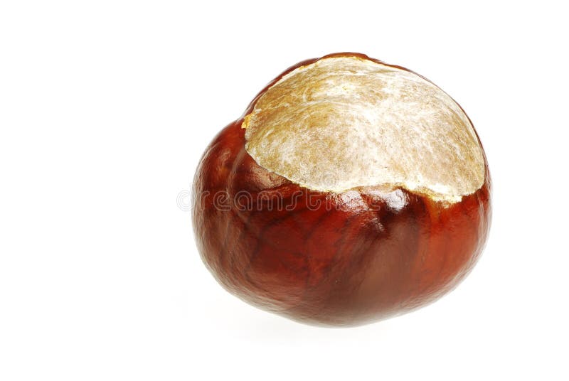 Conker stock image. Image of nature, chestnut, macro - 28619023