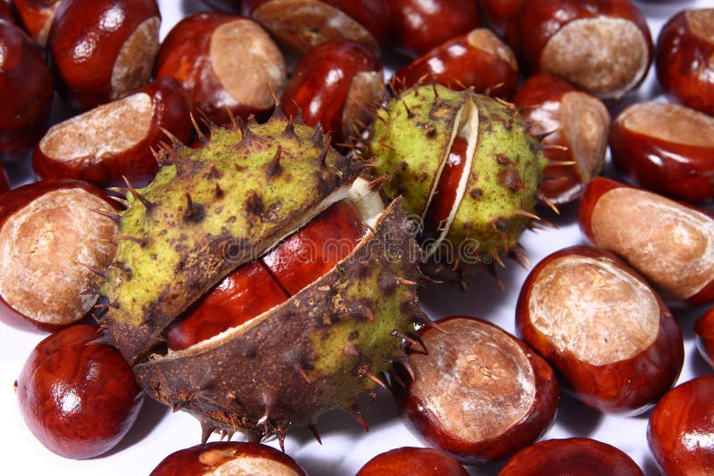 Conker stock image. Image of grow, game, texture, conkers - 3178189