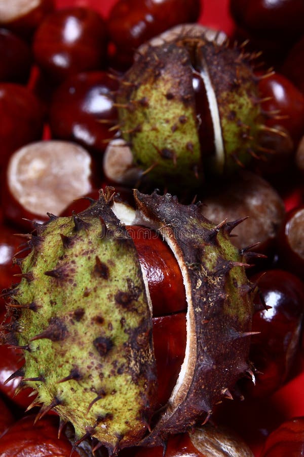Conker stock image. Image of grow, game, texture, conkers - 3178189