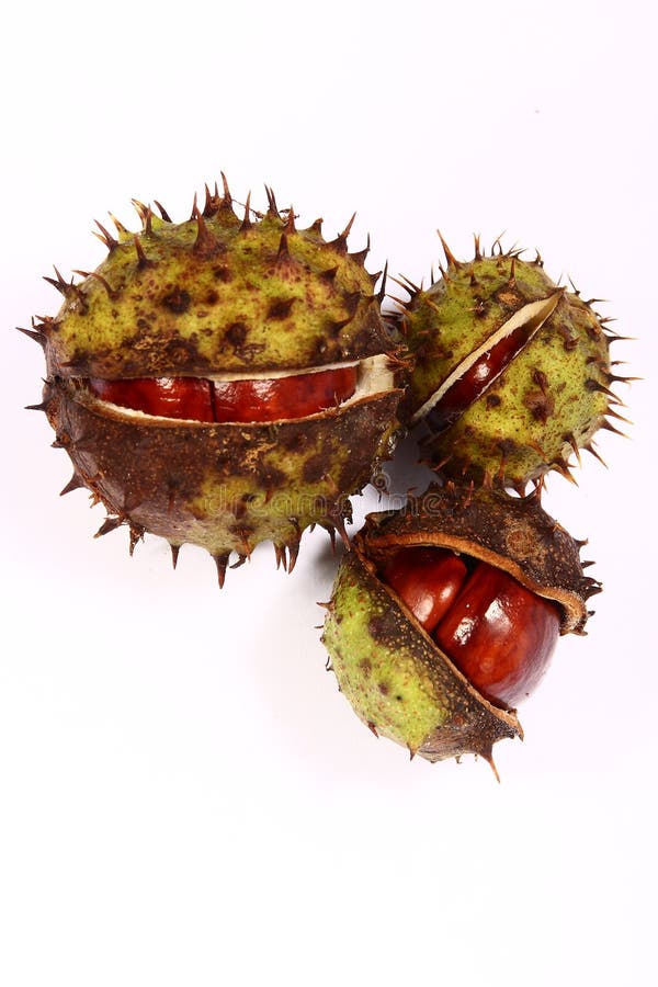 Conker stock photo. Image of spikey, autumn, conker, prickly - 1312152