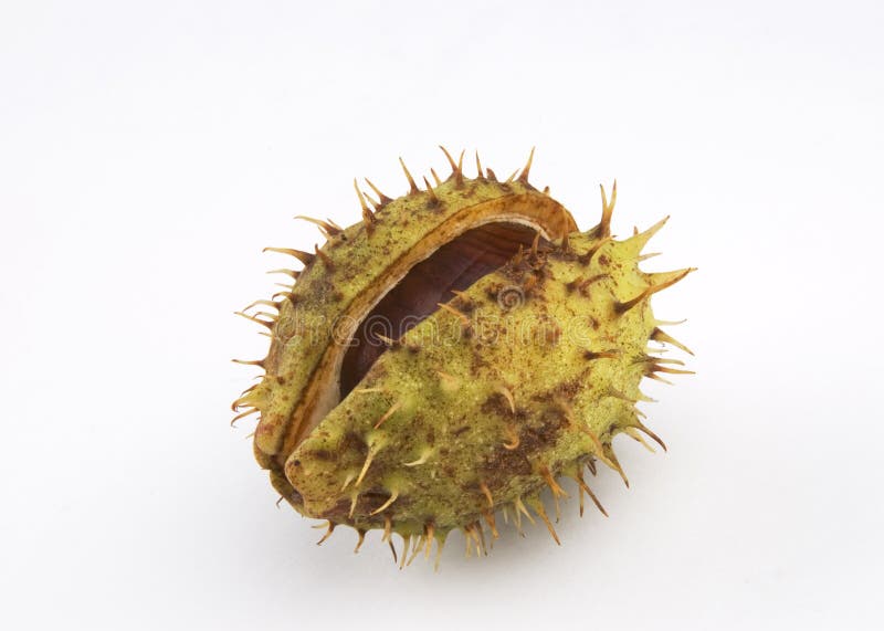 Conker stock photo. Image of shell, fruit, brown, spike - 11485218