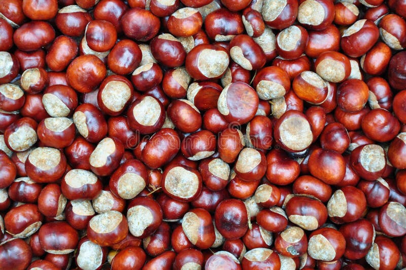 Conker background stock photo. Image of conkers, botanic - 26994258