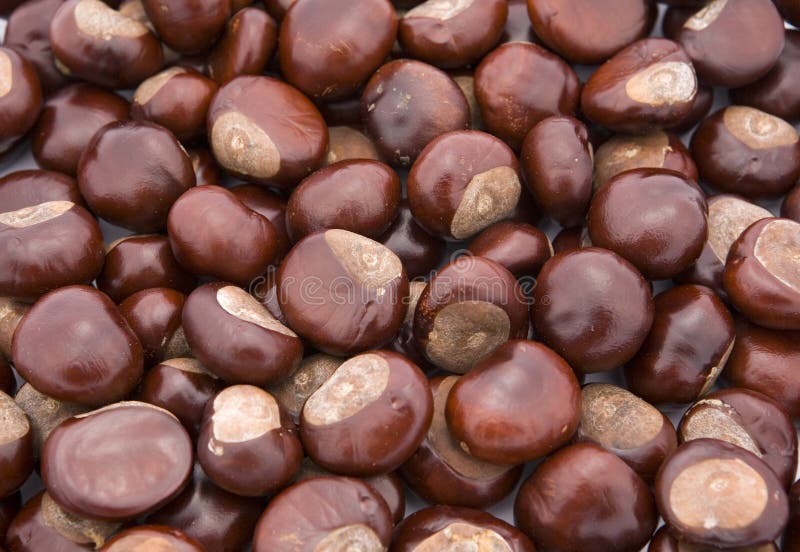 Conker background stock image. Image of autumn, conker - 5455249