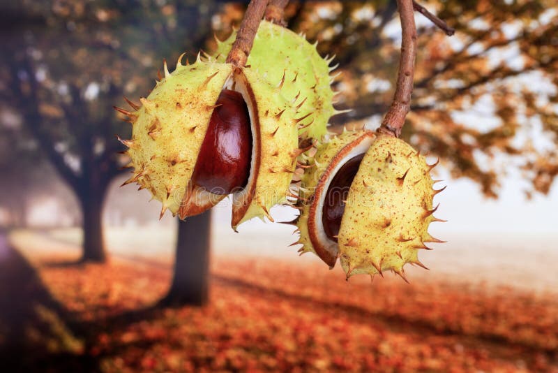 Open conker stock photo. Image of growth, ovoid, nature - 10998866 Open conker stock photo. Image of growth, ovoid, nature - 10998866