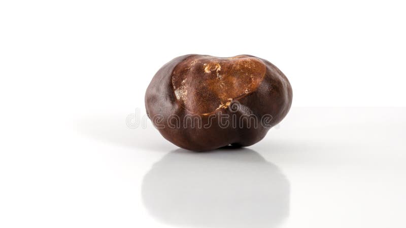 Conker stock photo. Image of white, aesculus, plant, autumnal - 37270732