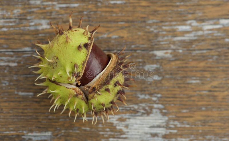 Conker Shell Splitting To Reveal Conker Stock Photo - Image of green ...