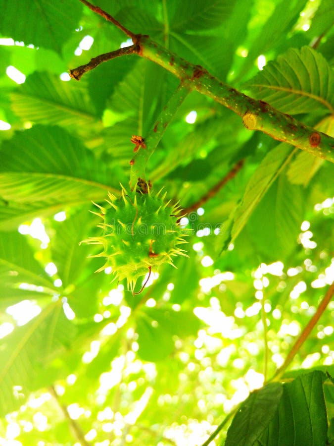 Conker Immature Stock Photos - Free & Royalty-Free Stock Photos from ...