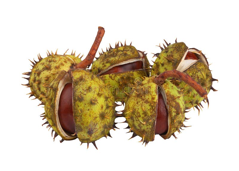 Shell collection, isolated stock photo. Image of calcium - 28820470