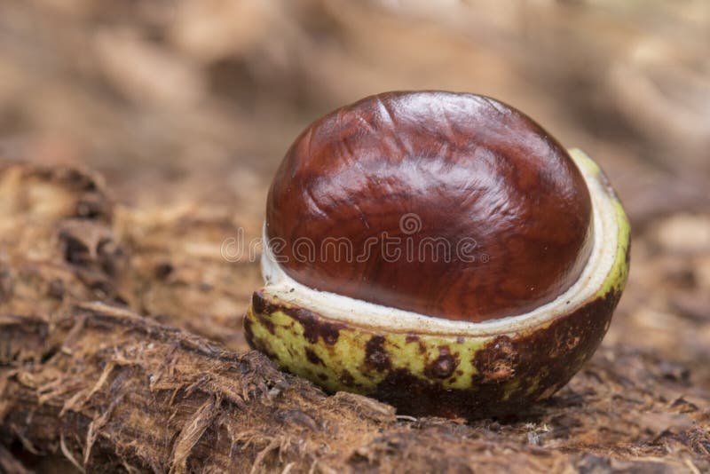 A conker in its case stock image. Image of small, autumn - 125950513