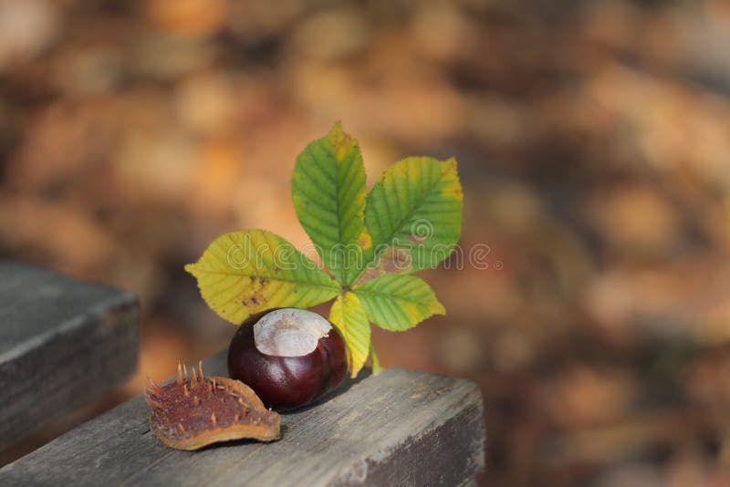 Conker and Leaf on Bench in Autumn Park Stock Photo - Image of autumnal ...