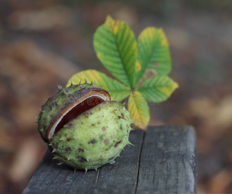 Conker and Leaf on Bench in Autumn Park Stock Image - Image of ...