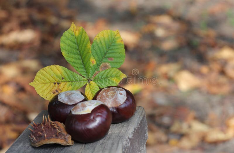 Conker and Leaf on Bench in Autumn Park Stock Image - Image of ...