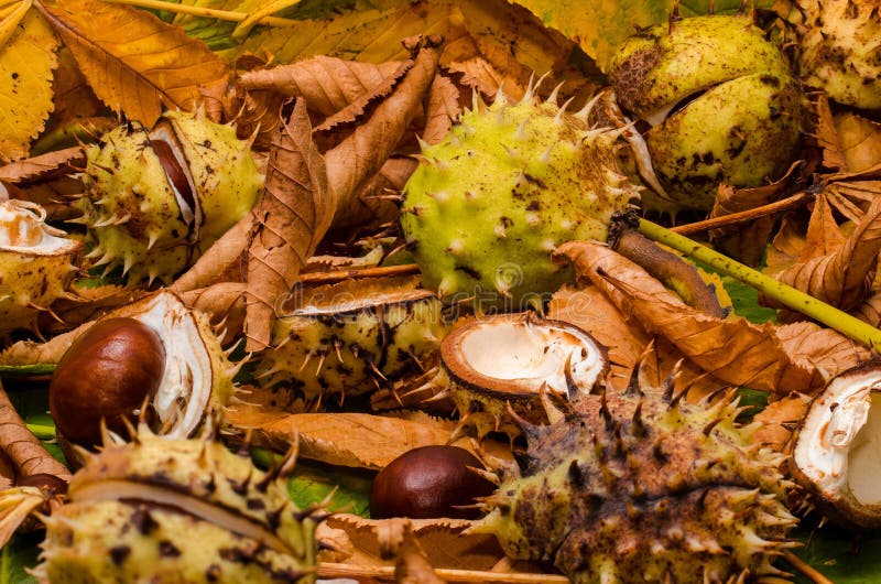 Conker and leaves stock image. Image of faguscastanea - 36424165