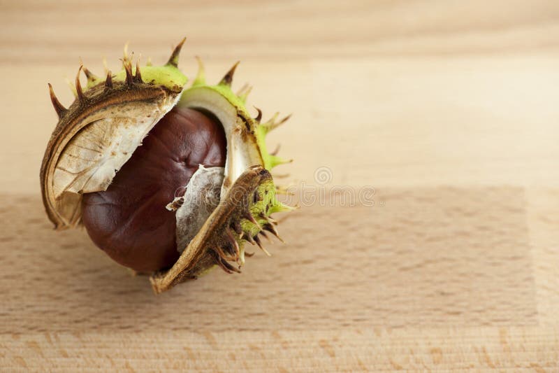 Conker Shell Splitting To Reveal Conker Stock Photo - Image of green ...