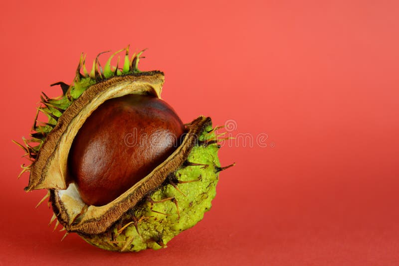 Conker Shell Splitting To Reveal Conker Stock Photo - Image of green ...