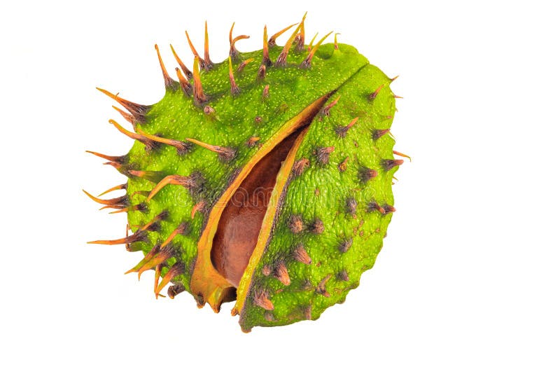 Conker Shell Splitting To Reveal Conker Stock Photo - Image of green ...