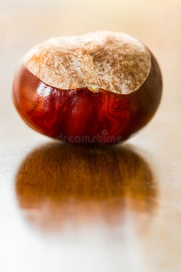 Conker stock photo. Image of autumn, brown, wood, single - 34148058