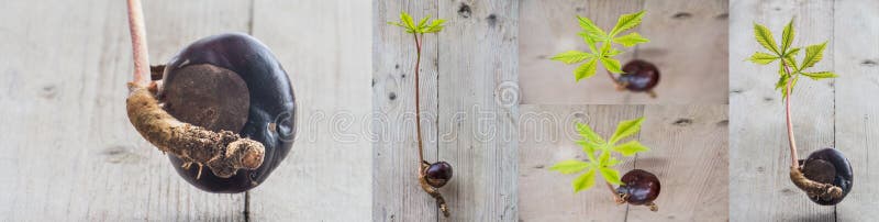 Conker tree germination stock image. Image of plant, horse - 69609219