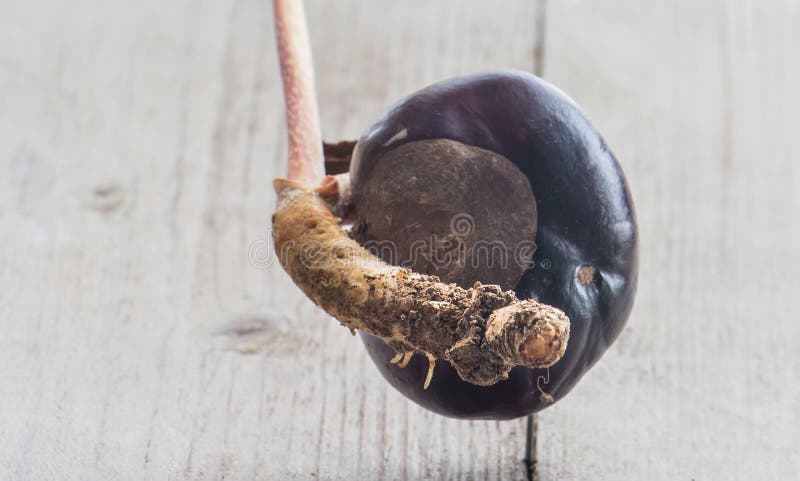 Conker tree germination stock image. Image of conker - 69609253