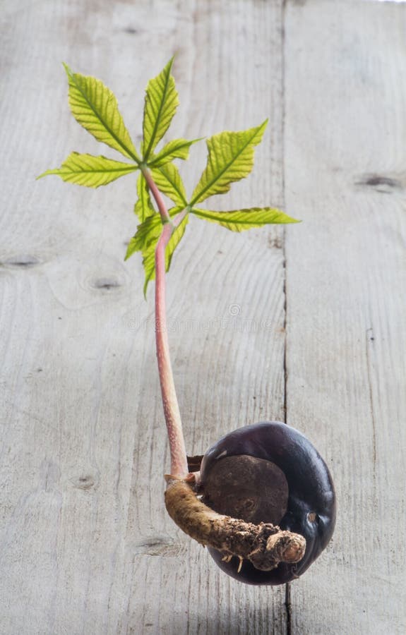 Conker tree germination stock image. Image of plant, growing - 69609337