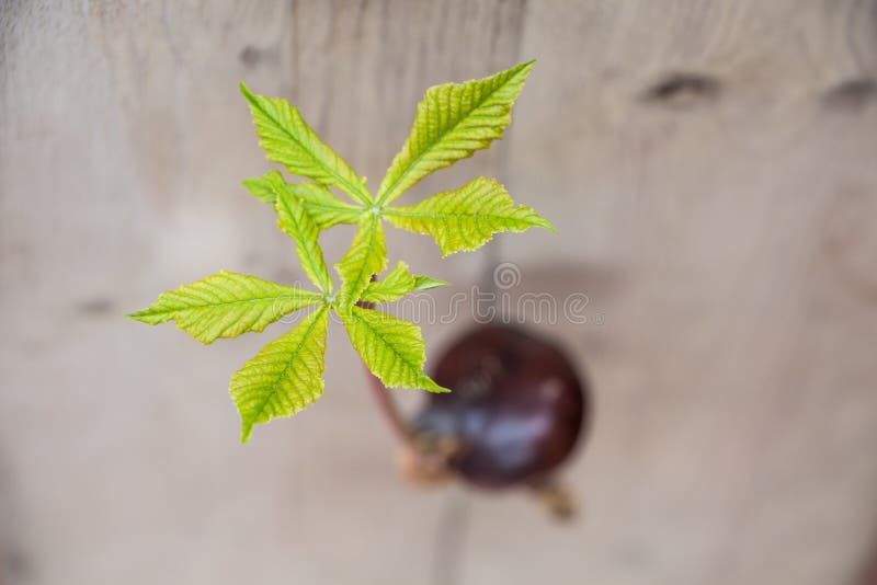 Conker tree germination stock photo. Image of seed, germinated - 69609450