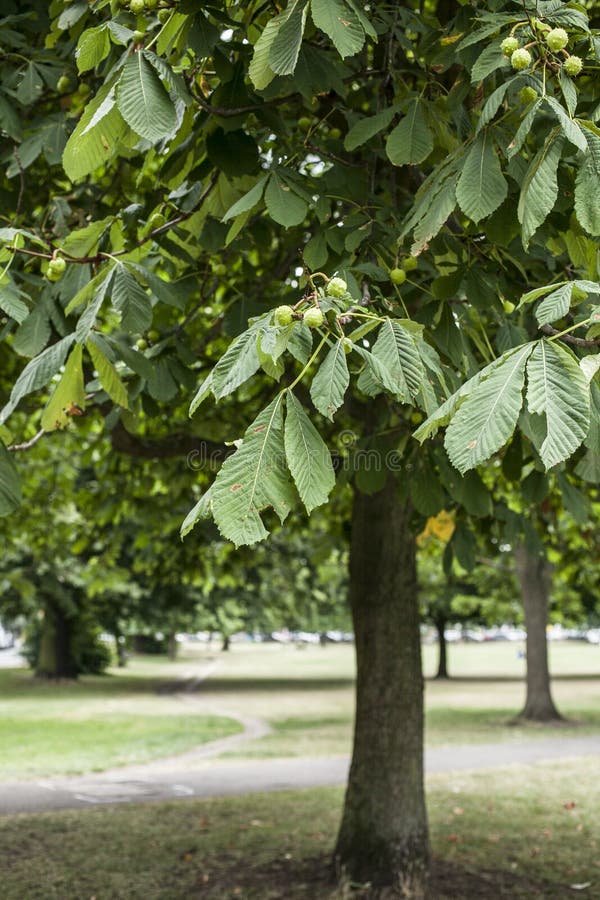 Conker tree seeds. stock photo. Image of autumn, chestnut - 50876096