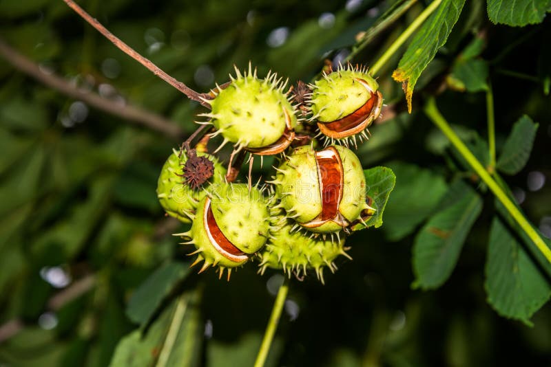 Conker tree seeds. stock photo. Image of outdoor, botanical - 50876096