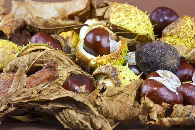 Conkers stock image. Image of white, brown, tree, theme - 11273073