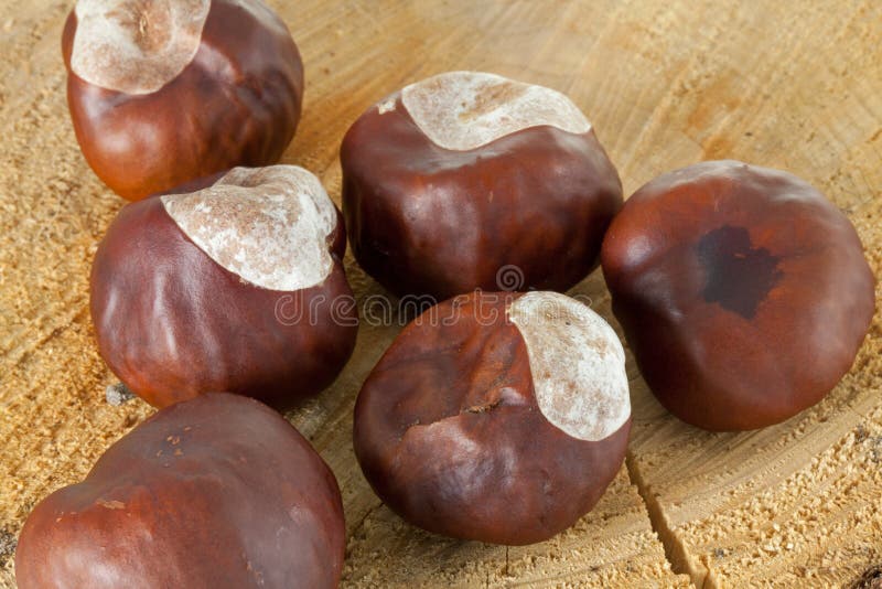 Conkers stock photo. Image of macro, color, smooth, background - 21707580