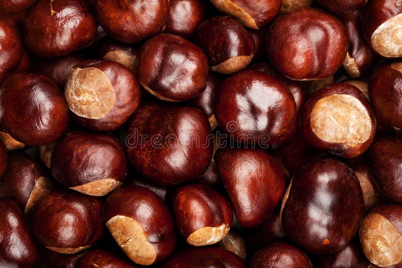 Conkers stock image. Image of organic, macro, closeup - 27459847