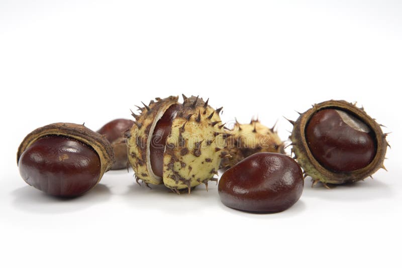 Conker fun stock image. Image of autumn, wooden, fruit - 6415903