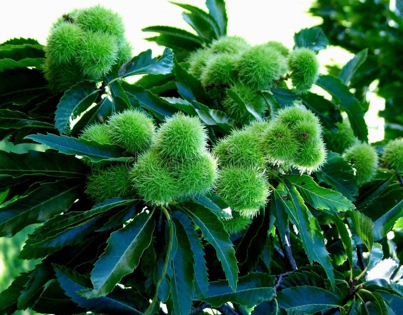 Conkers Growing on Horse Chestnut Tree. Trees. Autumn. Nature. Stock ...