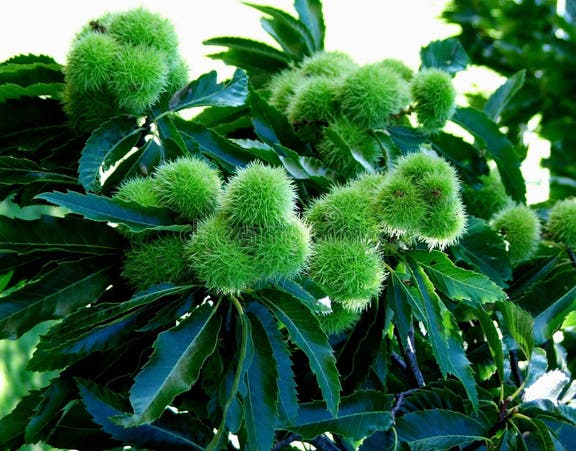 Conkers stock photo. Image of casing, food, protein, nutrition - 633974