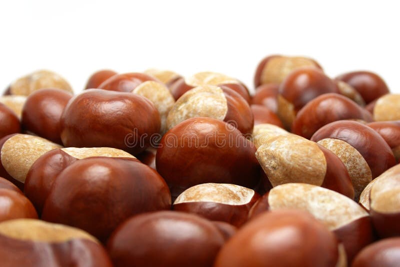 Conker stock photo. Image of white, natural, conker, organic - 6668466
