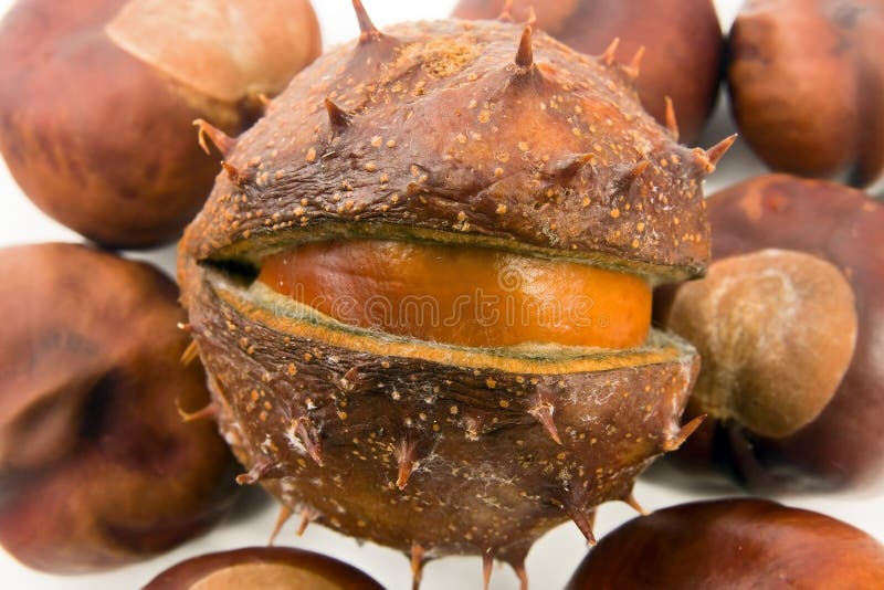 Conkers stock photo. Image of nature, closeup, season - 6798238
