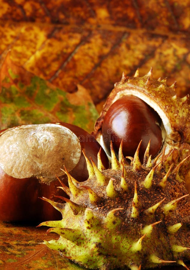 82+ Autumn conkers Free Stock Photos - StockFreeImages