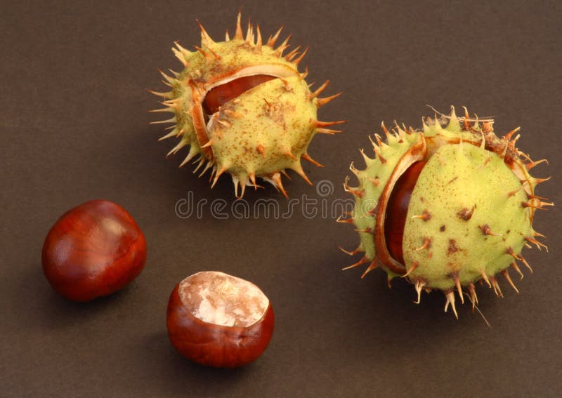 Conkers on the Black Background Stock Image - Image of conker, open ...
