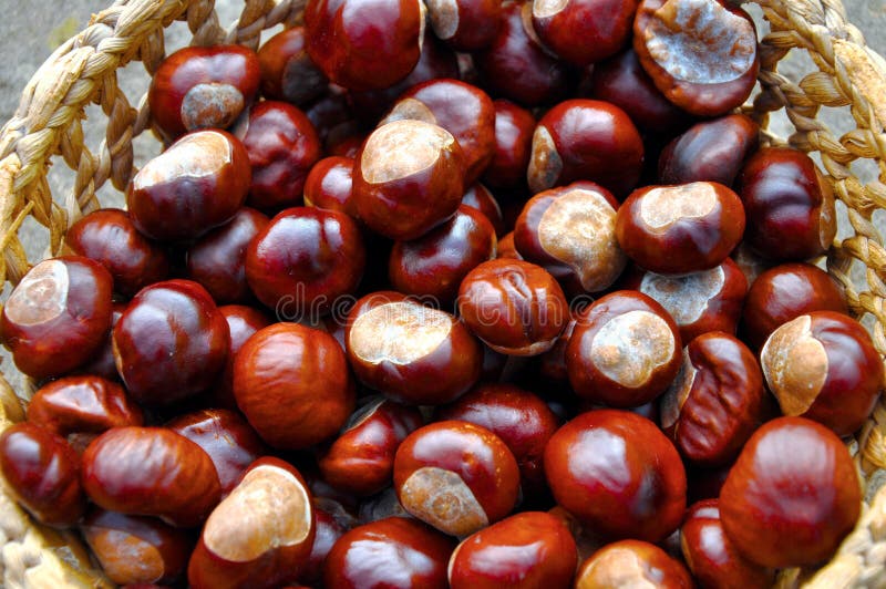Conkers stock photo. Image of harvest, closeup, food - 35333672