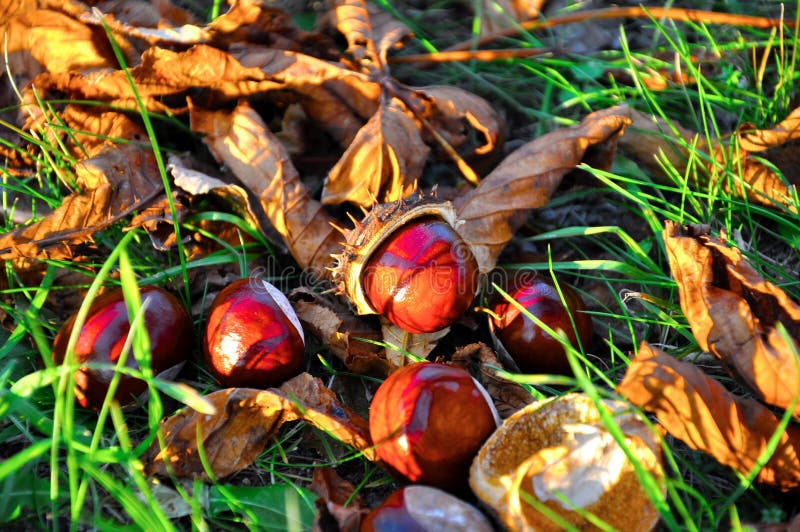 Conkers stock photo. Image of autumn, conker, spiky, leaf - 34406448