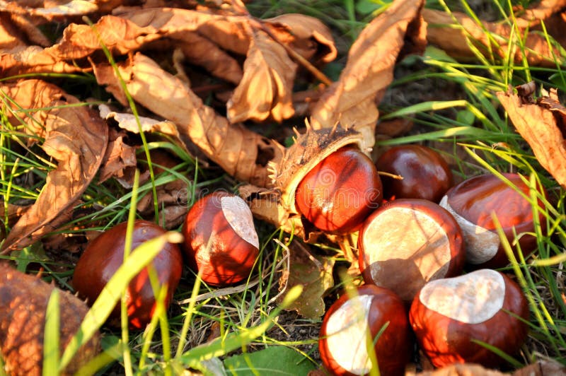 Conkers stock image. Image of background, shell, plant - 34406509