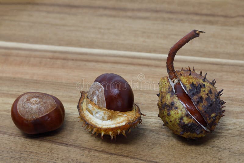 Conkers emerging from husk stock photo. Image of prickly - 100937844