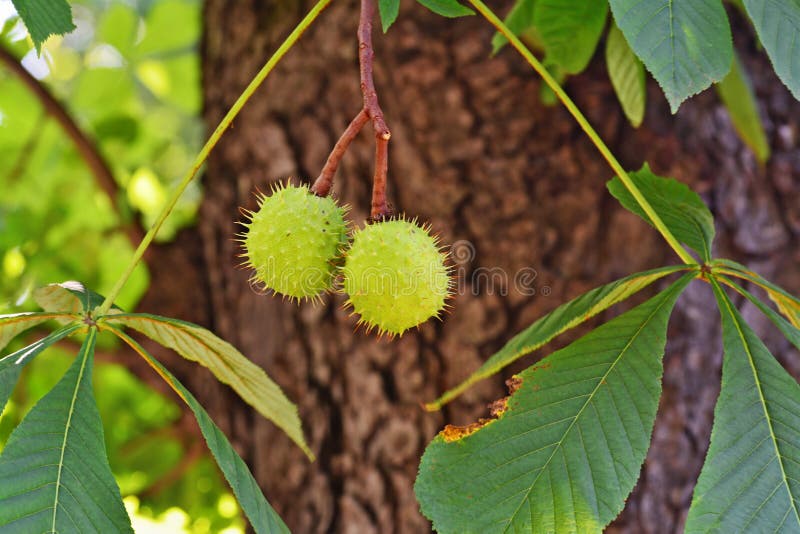 Conkers on Horse-chestnut Tree - Aesculus Hippocastanum Stock Image ...
