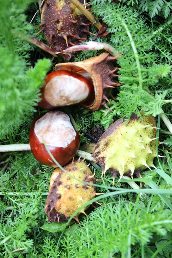 Conkers Laying on the Ground with Empty Shells Stock Image - Image of ...