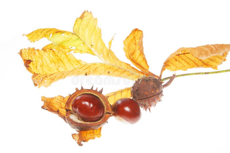 Conker on leaf stock image. Image of autumn, chestnut - 6636907