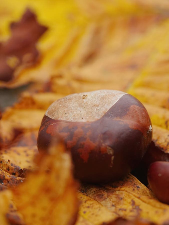 Conkers outside leaf stock photo. Image of natural, foliage - 60498006