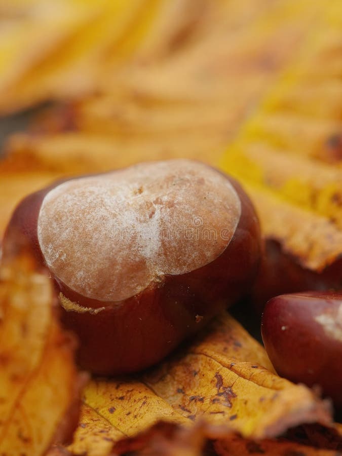 Conkers outside leaf stock photo. Image of horse, close - 75769682